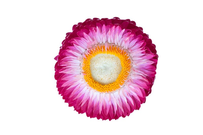 Beautiful Daisy Gerbera Flower Stock Image - Image of abstract, gerber ...