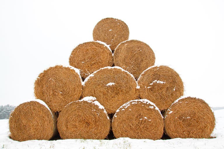 Straw Fodder Bales in Winter Stock Photo - Image of bales, food: 28190032