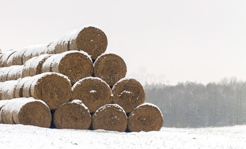 Straw Fodder Bales in Winter Stock Photo - Image of domestic, rural ...