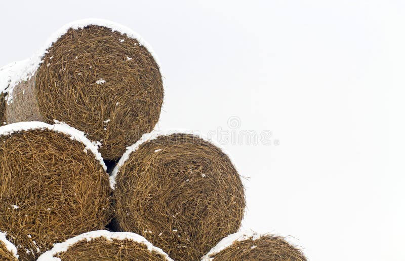 Straw Fodder Bales in Winter Stock Image - Image of heap, nature: 28337181