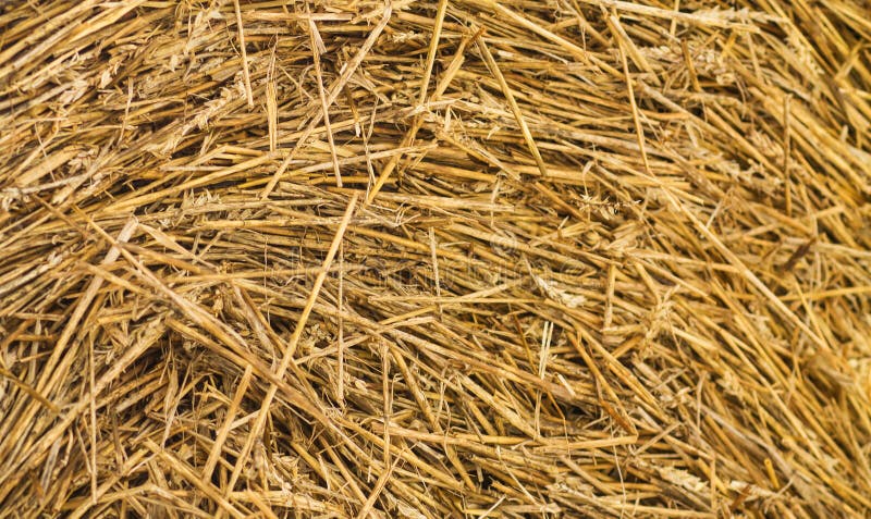 Straw Fodder Bales in Winter Stock Photo - Image of rural, horse: 28337188