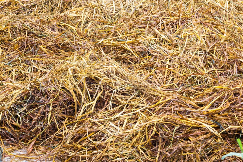 Straw Fodder Bales stock image. Image of fodder, bales - 44356659
