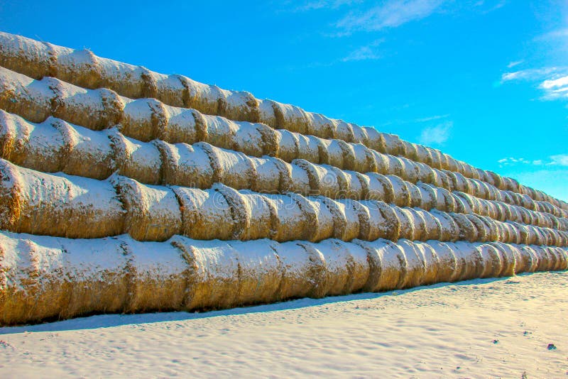 Straw Fodder Bales in Winter Stock Photo - Image of heap, horse: 28337176