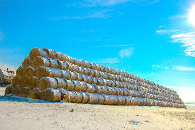 Straw Fodder Bales in Winter Stock Image - Image of harvest, country ...