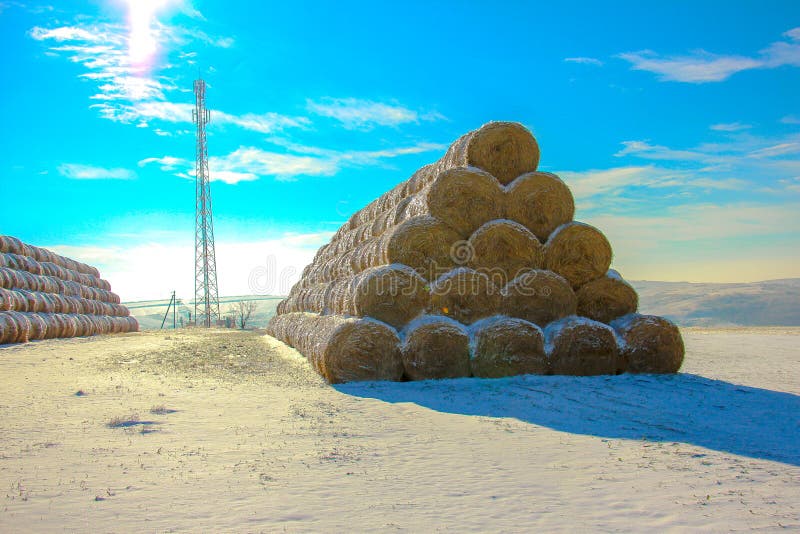 Straw Fodder Bales in Winter Stock Image - Image of bright, roll: 46083261