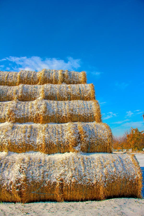 Straw Fodder Bales in Winter Stock Photo - Image of round, cold: 46083428