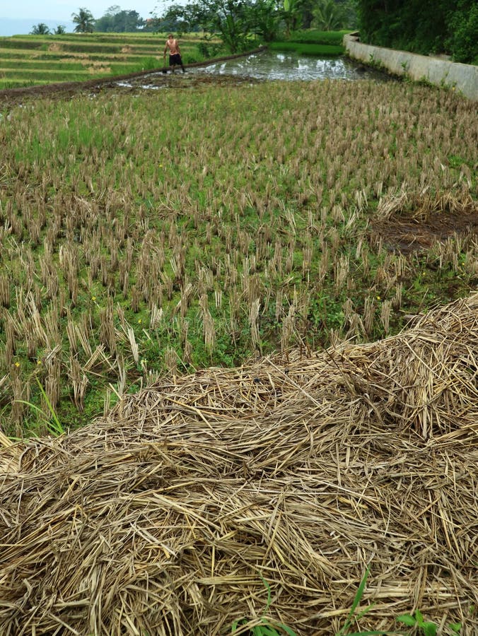 View of Rice Farmers Working on Rice Fields in Indonesia Stock Photo ...