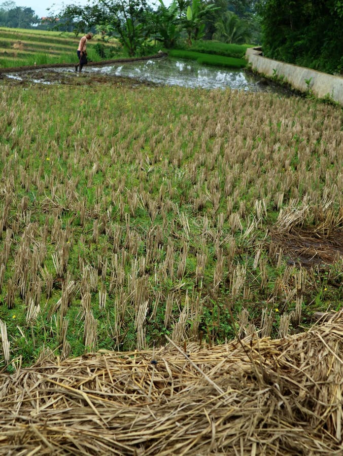 View of Rice Farmers Working on Rice Fields in Indonesia Stock Photo ...