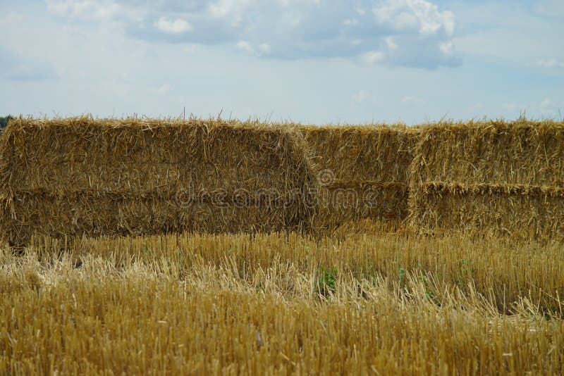 Straw grain field stock image. Image of seed, grain, rural - 57285701
