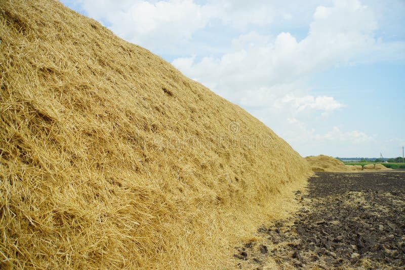 Straw grain field stock photo. Image of country, agriculture - 57286006