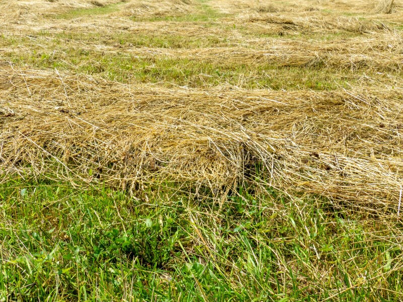 Straw Grass stock photo. Image of flowers, deep, emotions - 96300776
