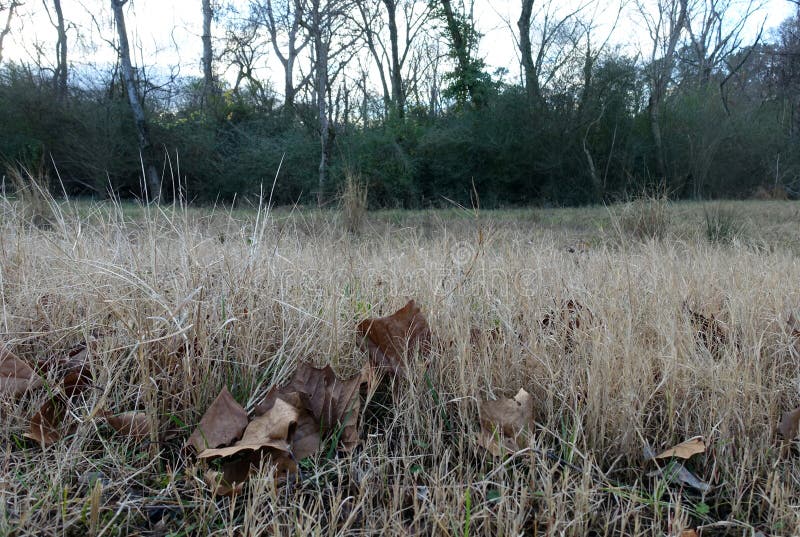 Straw Grass in a Moody Field in Fall Stock Photo - Image of tree ...
