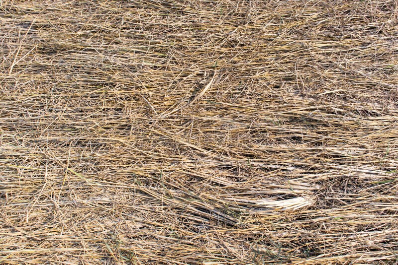Straw on the ground stock photo. Image of food, haystack - 138563738