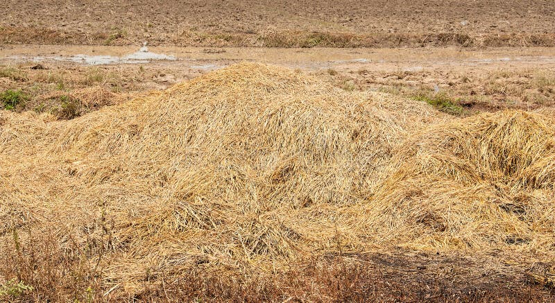 Dry straw on the ground stock image. Image of summer - 78905337