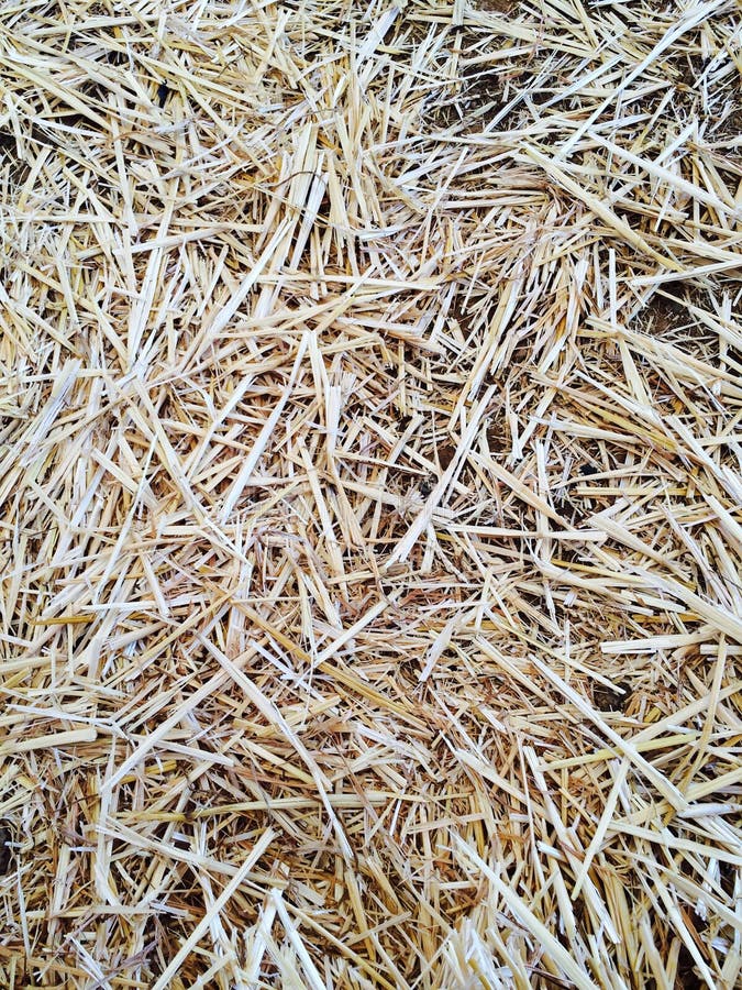 Straw stock image. Image of soil, dirt, farm, straw, littered - 80175121