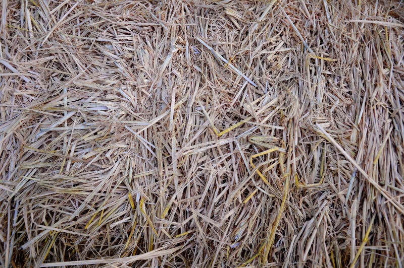Straw stock image. Image of crop, bale, summer, agriculture - 51431107