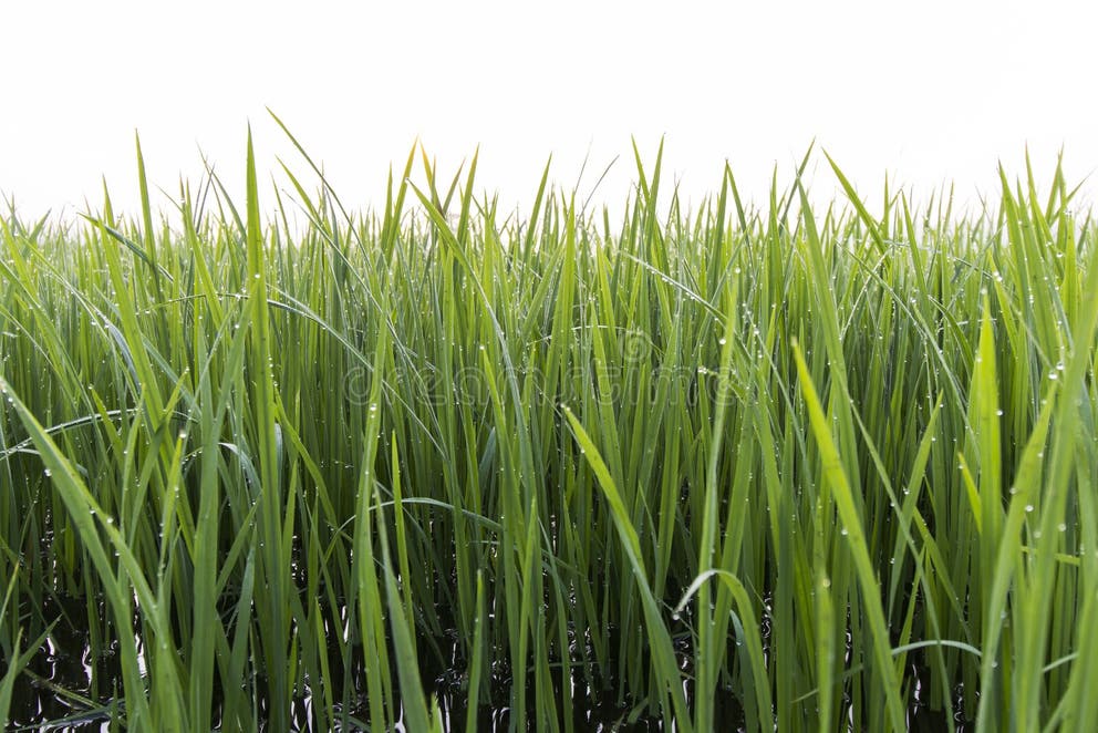 Straw on growing stock photo. Image of straw, morning - 57047804