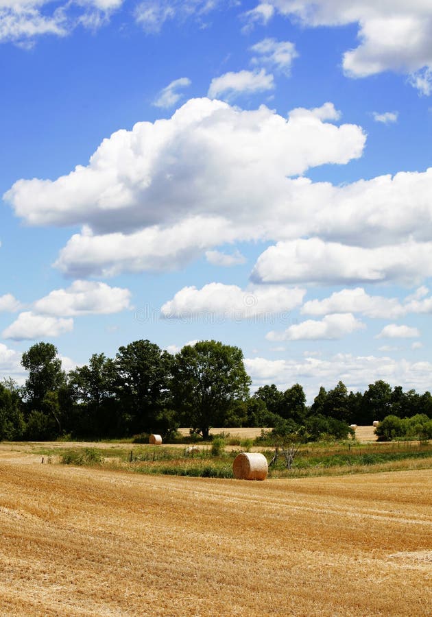 Straw Harvest Picture. Image: 2776690