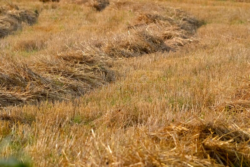 Straw after harvest stock photo. Image of wetland, grassland - 328075122