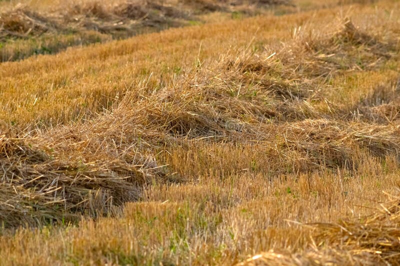 Straw after harvest stock photo. Image of wetland, prairie - 328075210