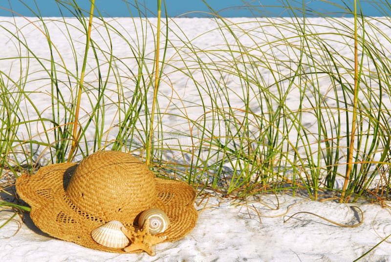 Seashell on Beach Under Palm Stock Image - Image of tidal, gulf: 5622009