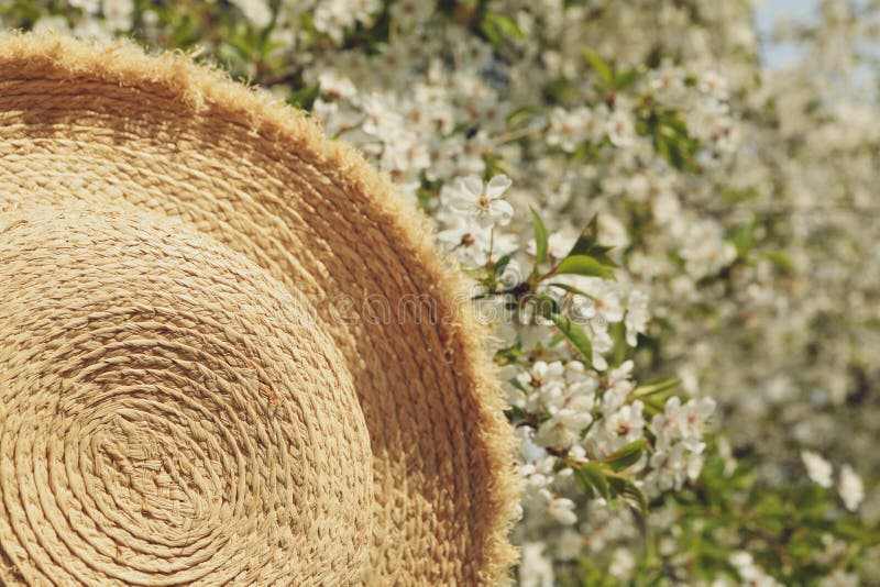 Straw Hat in Blooming Spring Tree Sunny Spring Day Stock Image - Image ...