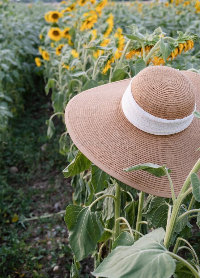 Straw Hat in Sunflowers in Field at Sunset Stock Image - Image of ...