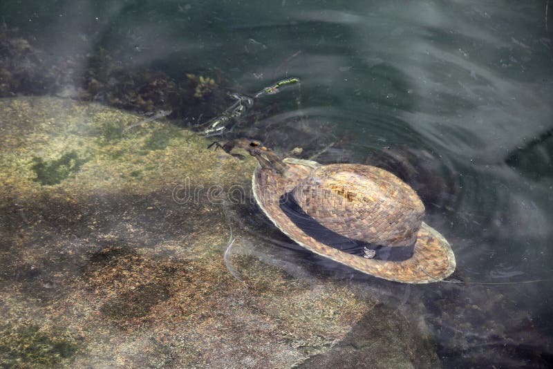 Straw hat in a water stock photo. Image of summer, broken - 197158836