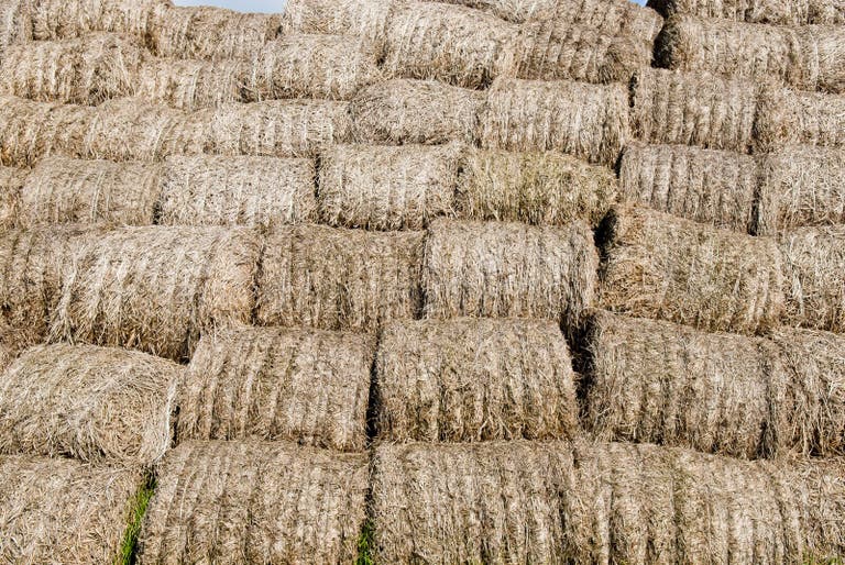Straw, hay background stock image. Image of cultivation - 16436001