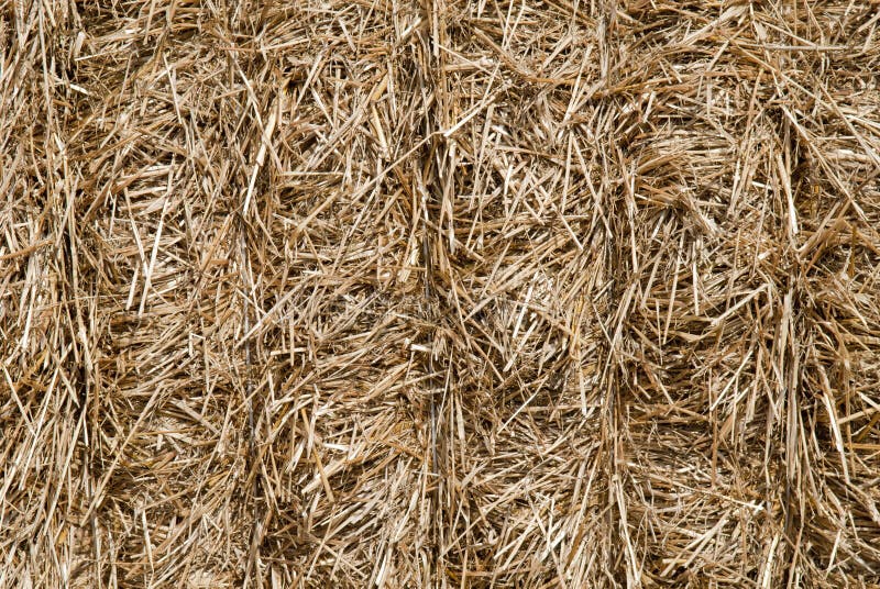 Straw, hay background stock photo. Image of harvest, grain - 16436320