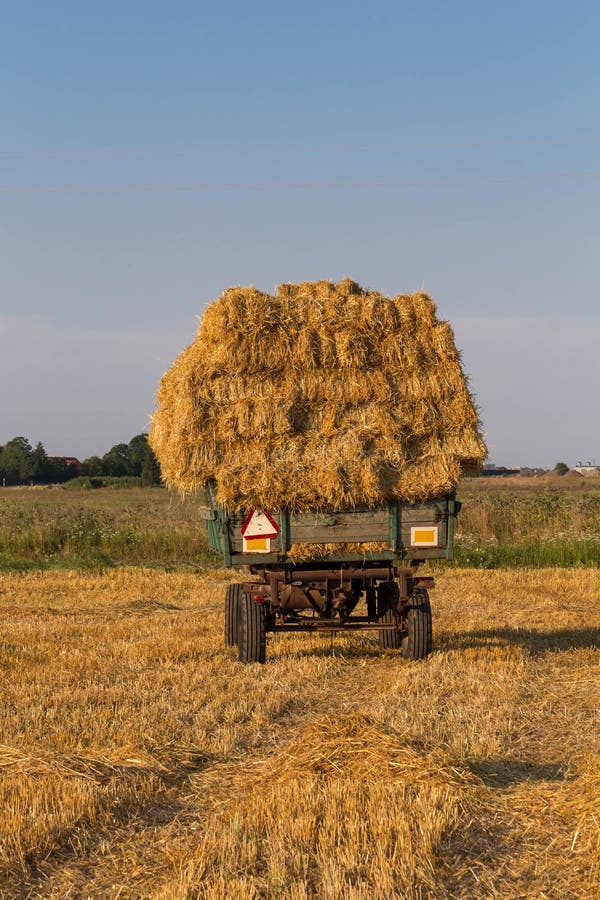 Straw Hay Bales on a Trailer Stock Photo - Image of drawbar, cultivated ...