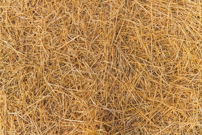 Straw hay stock photo. Image of farming, yellow, brown - 43786106