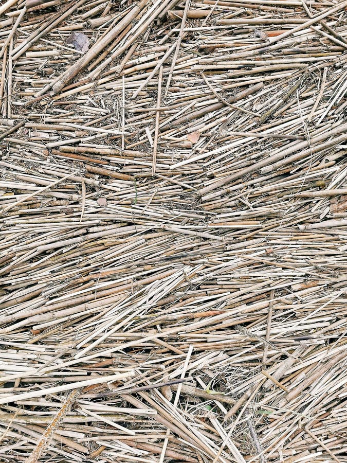 Straw of hay stock photo. Image of preset, wind, processed - 175968462