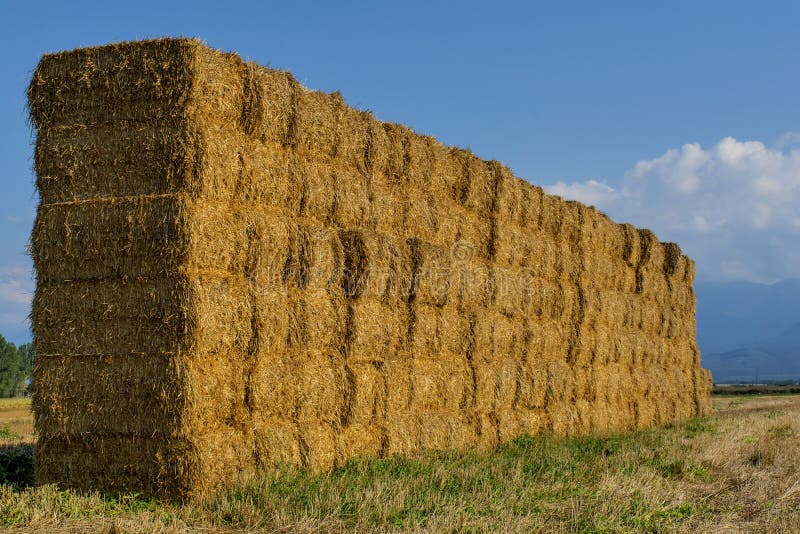 Straw or Hay Stacked in a Field after Harvesting. Straw Bale Wall ...