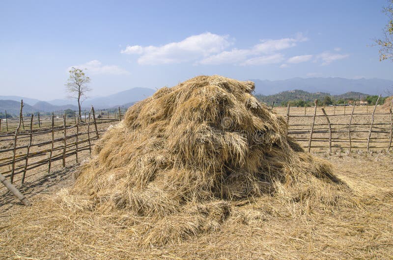 The Straw Haystack on the Field after Harvesting Stock Image - Image of ...