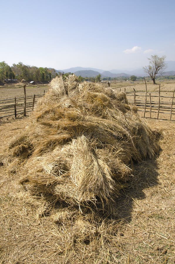 The Straw Haystack on the Field after Harvesting Stock Image - Image of ...