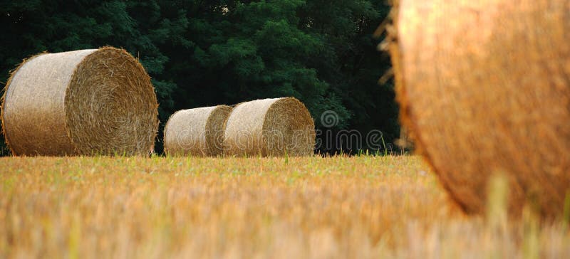 Straw Haystacks on the Field Stock Image - Image of fall, industry ...