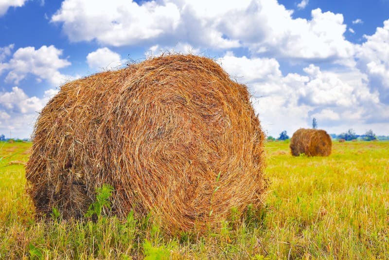 Straw Haystacks on the Field Stock Image - Image of harvesting, ranch ...