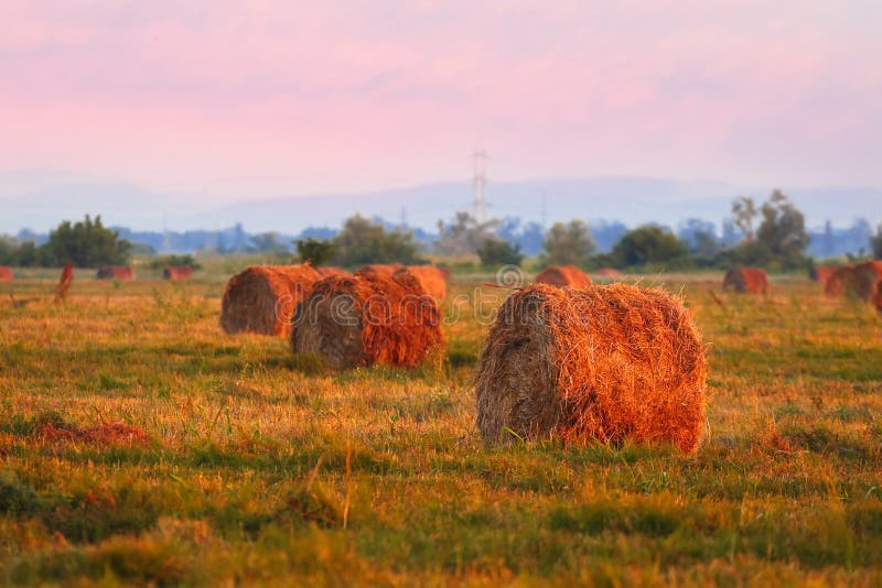 Straw Haystacks on the Field Stock Image - Image of color, field: 41599843