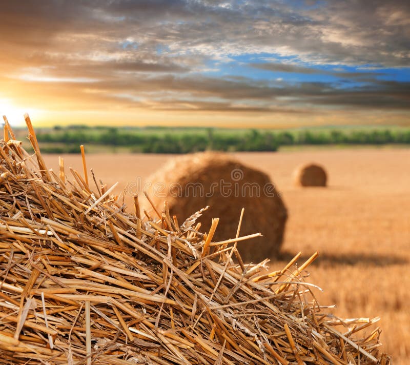 Straw Haystacks on the Grain Field Stock Photo - Image of hayrick ...