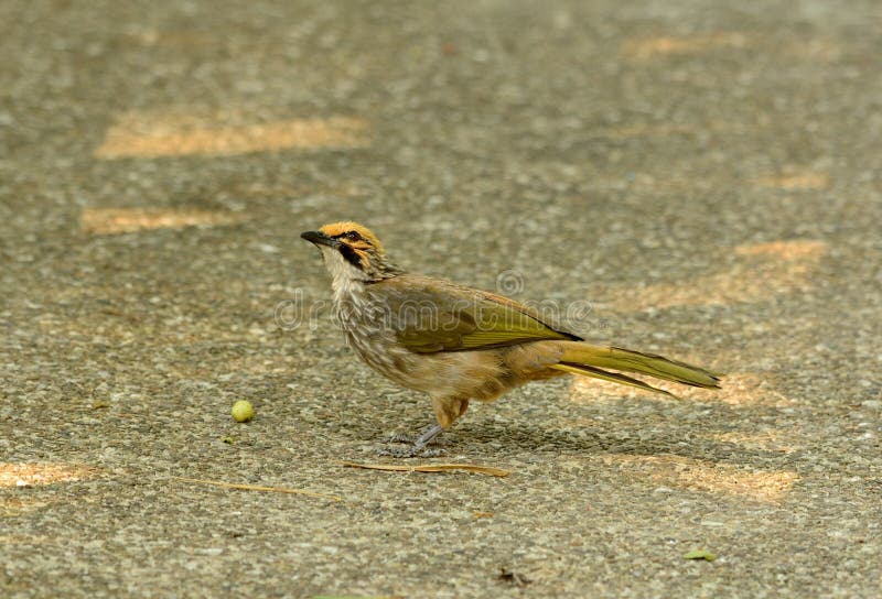 Straw-headed Bulbul (Pycnonotus Zeylanicus) Stock Photo - Image of ...