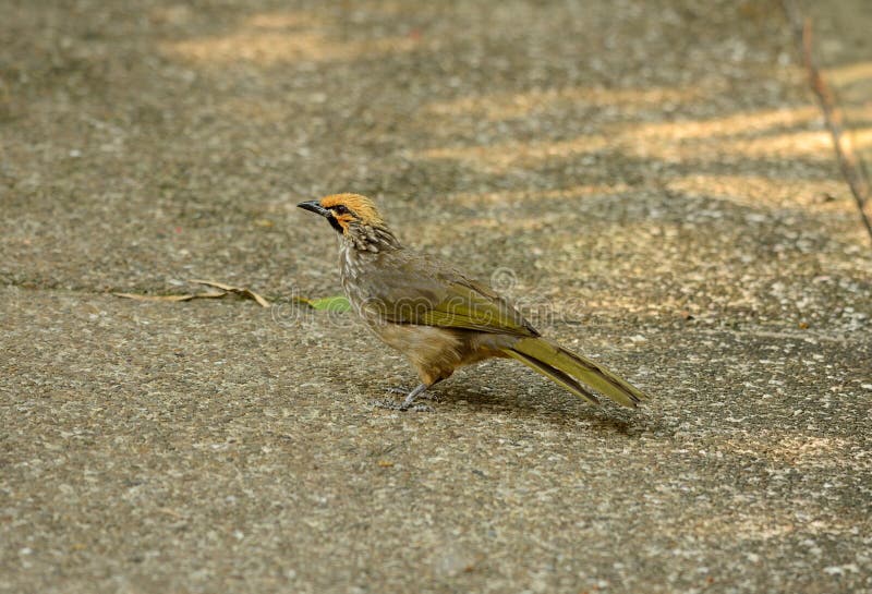 Straw-headed Bulbul (Pycnonotus Zeylanicus) Stock Image - Image of ...