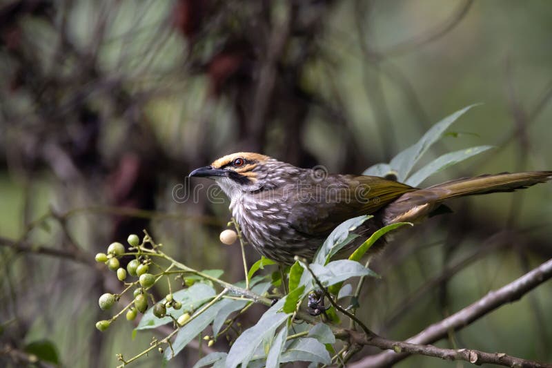 Straw Headed Bulbul, Pycnonotus Zeylanicus Stock Image - Image of ...