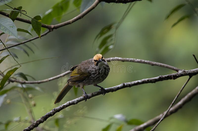 Straw Headed Bulbul, Pycnonotus Zeylanicus Stock Photo - Image of ...