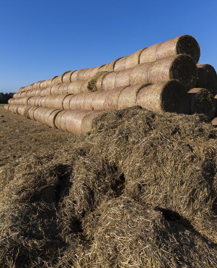 Straw huge stock image. Image of straw, gigantic, shuck - 129594591