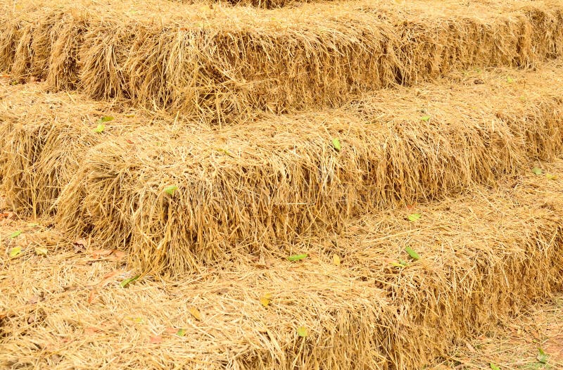Straw layer corner stock image. Image of agriculture - 59431245