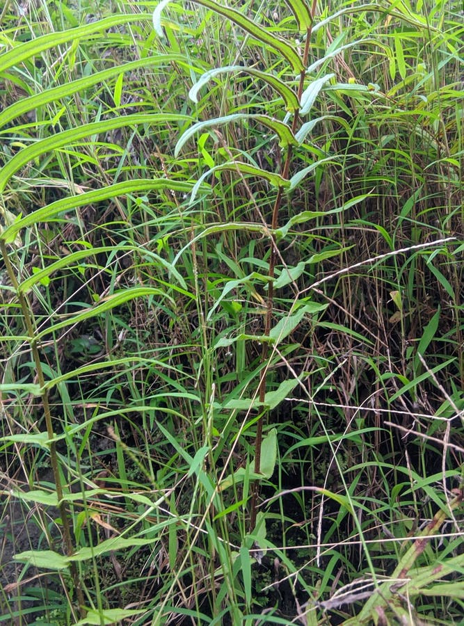 Straw Leaves, Suitable for Home Decoration Stock Image - Image of ...