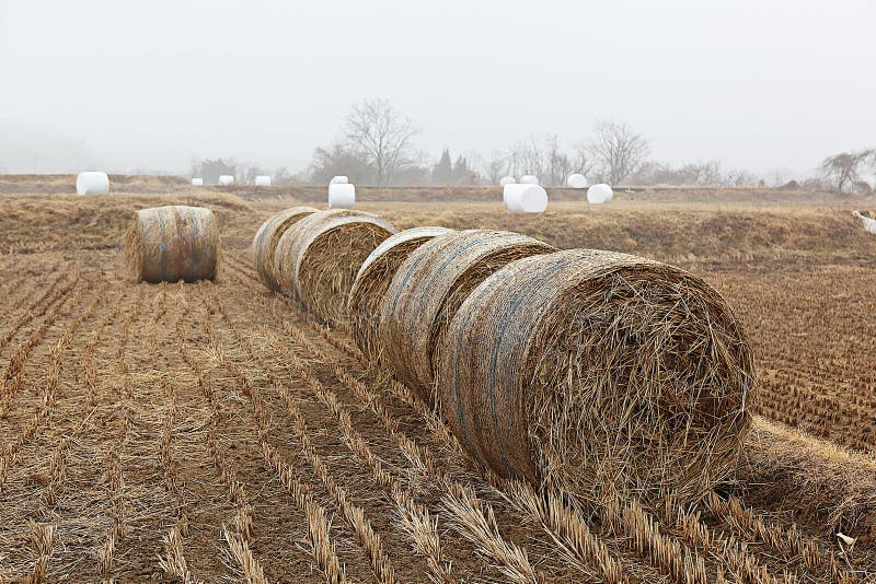 Straw stock photo. Image of leftover, prairie, tree - 196213560
