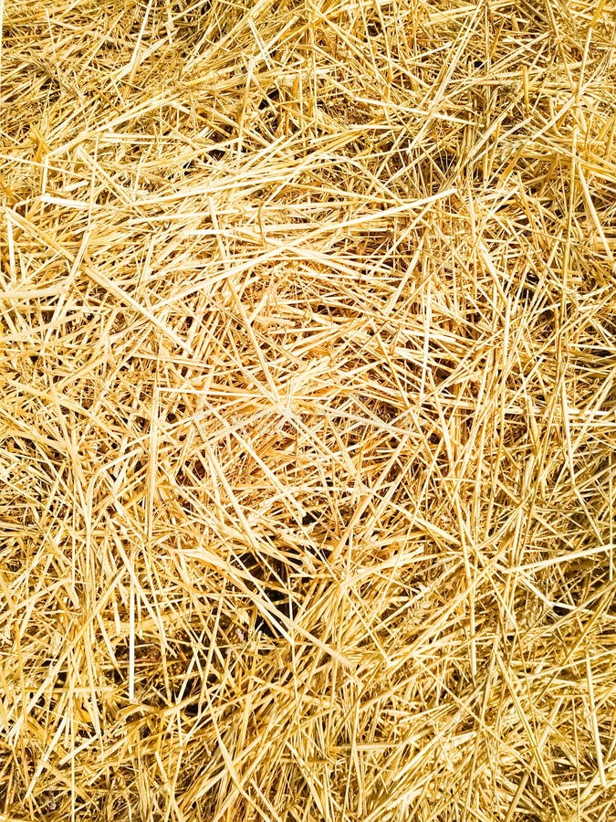 Straw Lying in Stacks on the Field Natural Texture Background Colorful ...