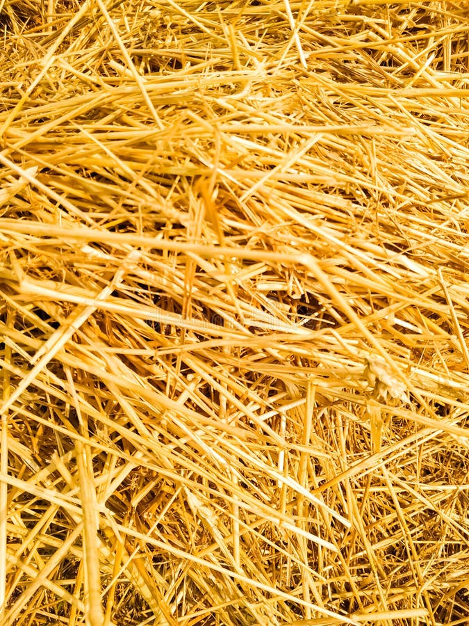 Straw Lying in Stacks on the Field Natural Texture Background Colorful ...